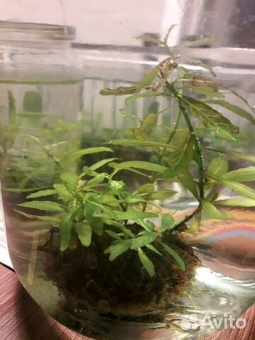 Аквариумные растения. Гигрофила многосеменная на в
