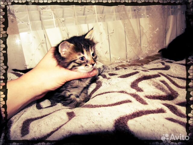 Котята 1 месяц