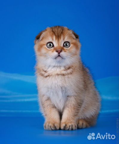 Золотые шиншилы с документами