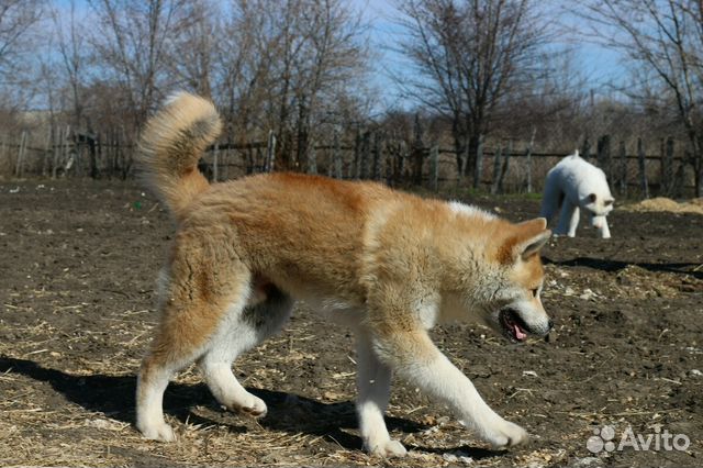 Акита