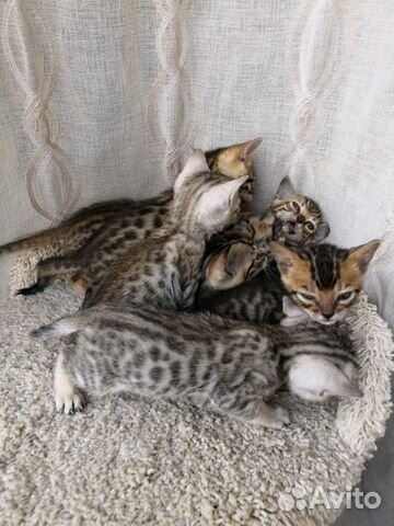 Бенгальские котята