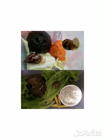 Улитки Ахатины