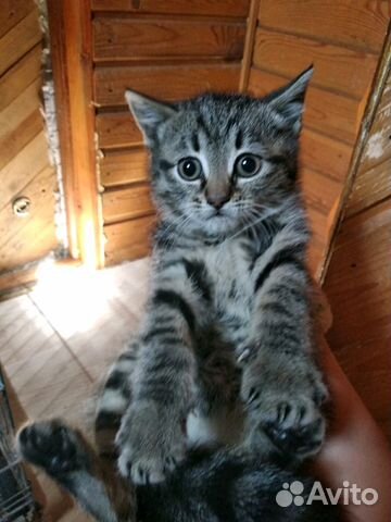 Полосатый котенок