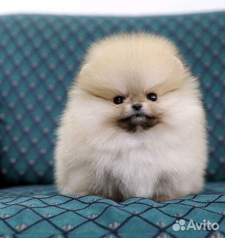 Микро и Мини Мимишки*Доставка