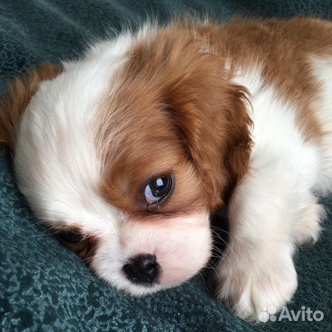 Щенки кавалерчики