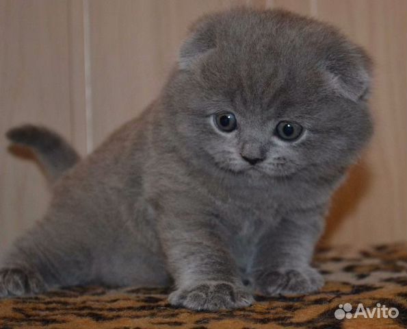 Шотландчики мальчики