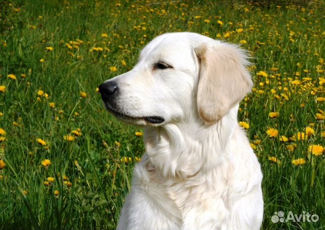 Золотистый ретривер щенки с отличной родословной
