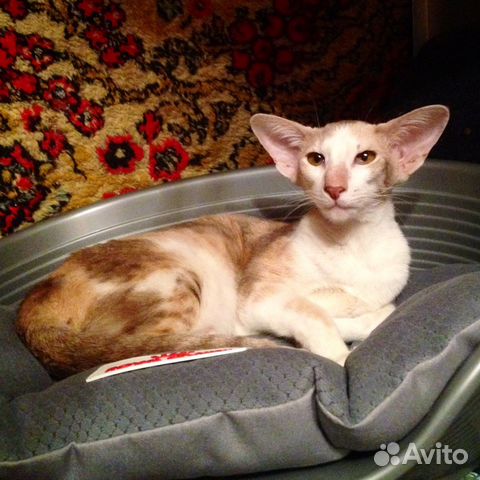 Вельветка, ориенталочка экстремального типа