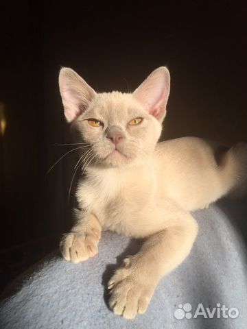 Бурма. Лиловая девочка