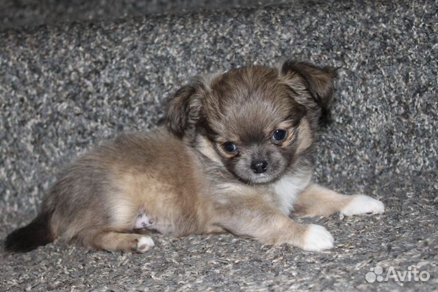 Шикарный мини мальчик чихуа