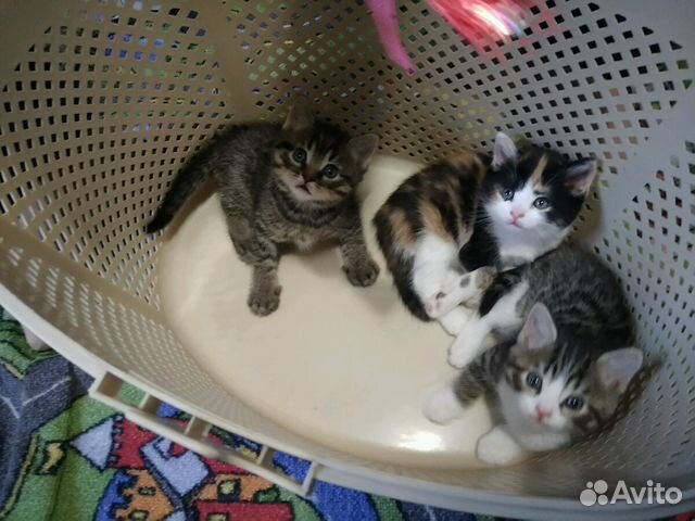 Котята метисы