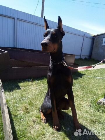 Кобель 10 месяцев