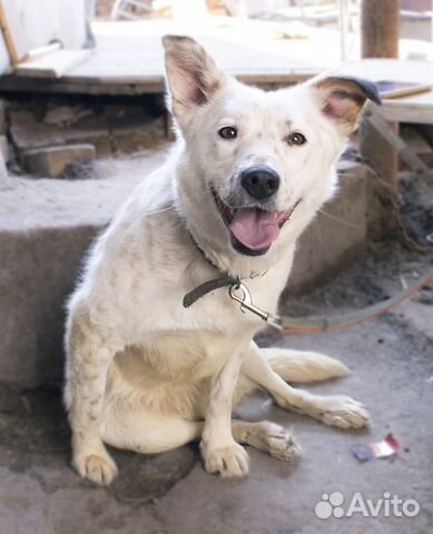 Собачка спинальница в добрые руки