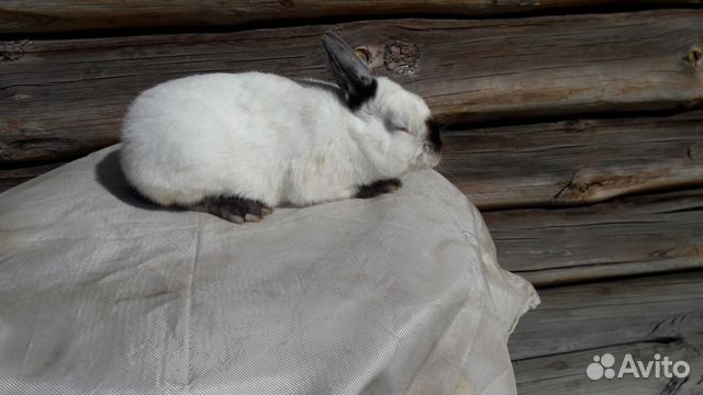 Калифорнийский самец