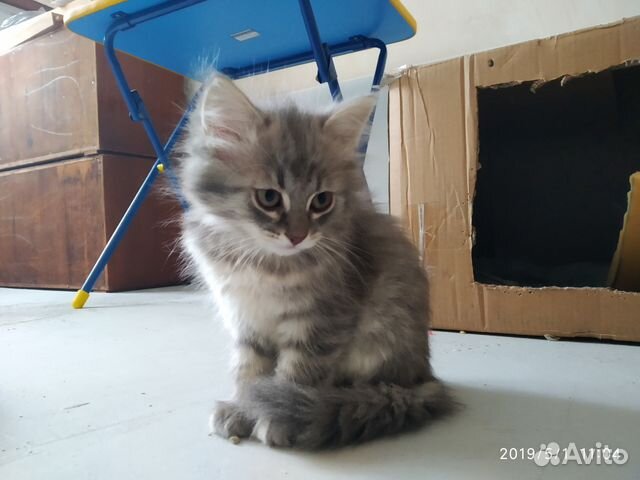 Котята "под ключ")