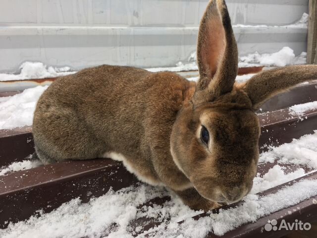 Продажа кроликов,всего поголовья