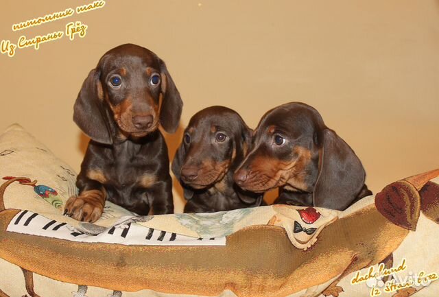 Замечательная шоколадная девочка