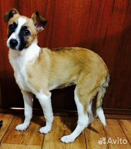 Кутенок девочка 5 мес