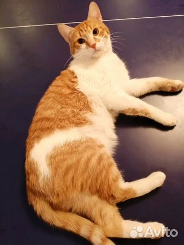 Котик Джастин