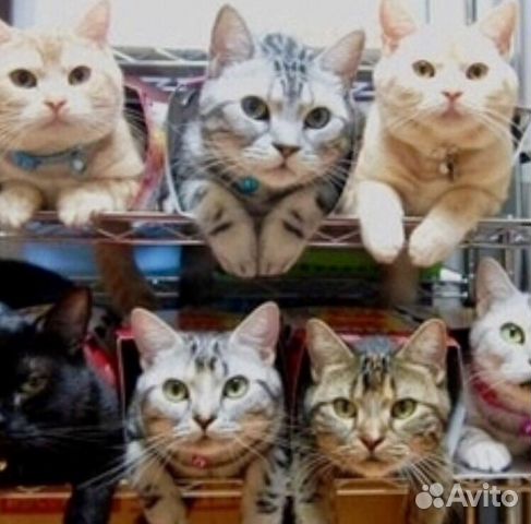 Кошки, коты, разного окраса