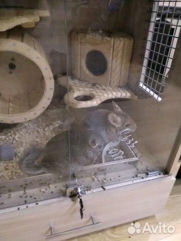 Шиншиллы с домиком