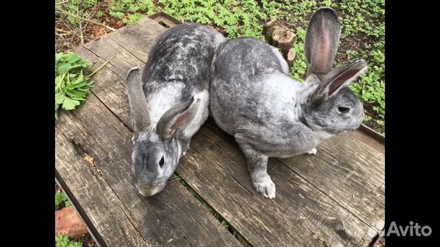 Кролики Рекс