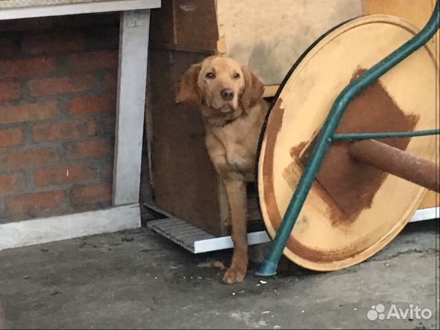 Щенок 11 месяцев