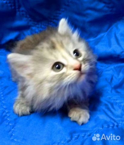 Удивительной красоты - Снежинка, сибирская,1.5 мес