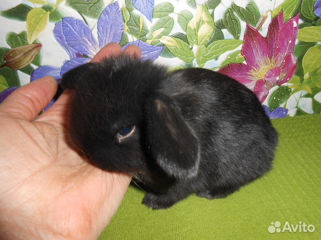 Чёрные вислоухие крольчата с родословной
