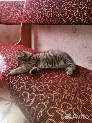 Котенок трехцветный