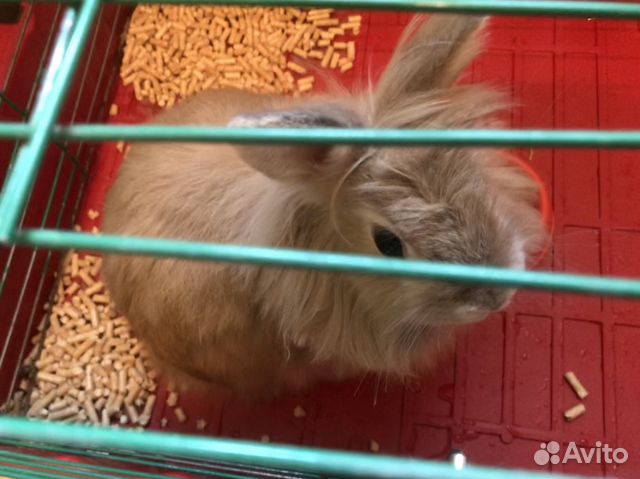 Декоративный кролик со всем необходимым