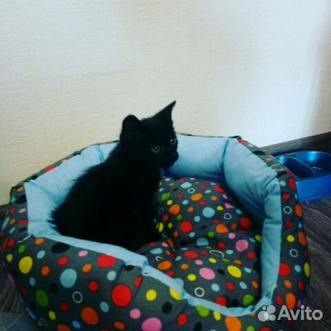 Котенок черный 1.5 мес