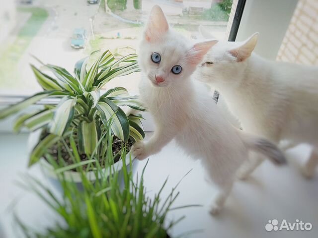 Котёнок девочка