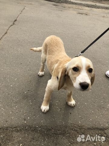 Собака ищет дом