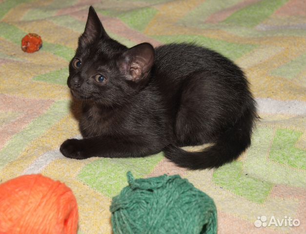 Котята чёрные, девочка и мальчик, 2 месяца