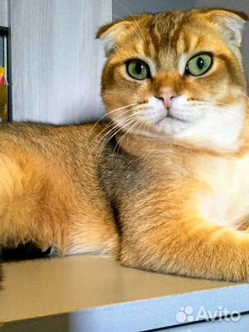 Вязка с вислоухим шотландский котом
