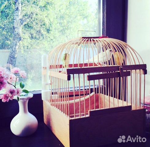 Певчая канарейка