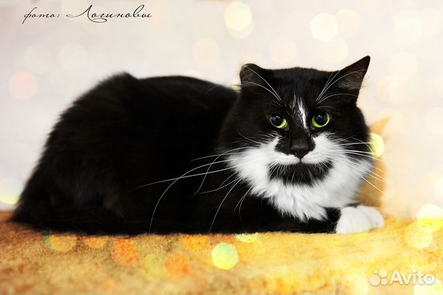 Котик Колобок 1годик