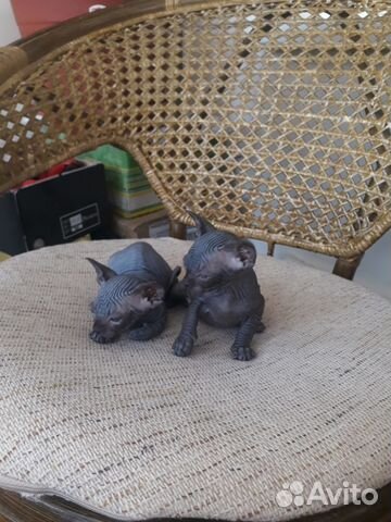 Котята канадского сфинкса