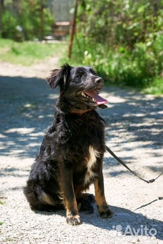 Черныш в добрые руки метис болонки