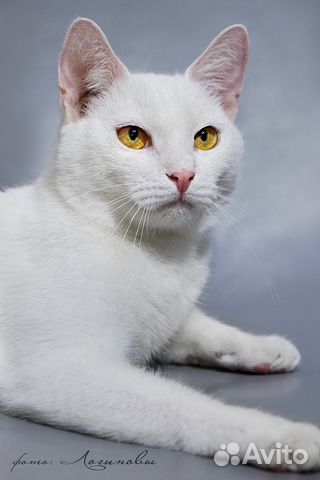 Кот Беляшик 4 года