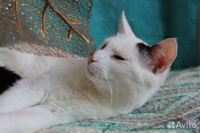 Красивый кот ищет своего хозяина