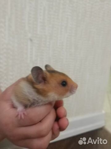Продам хомячат