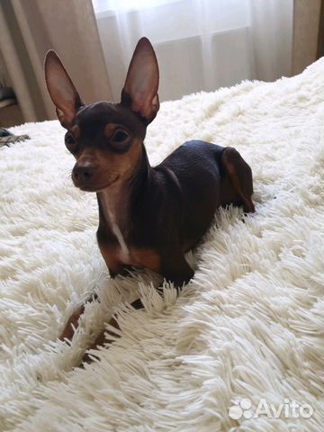 Вязка собаки