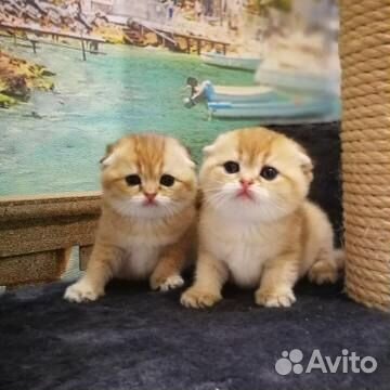 Вислоухие Котятки Серебристых и Золотых Окрасов