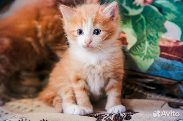 Малыши ищут дом