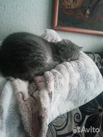 Кошечка