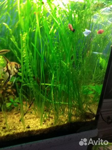 Аквариумное растение