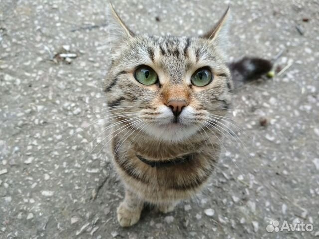 Кошка Анфиска