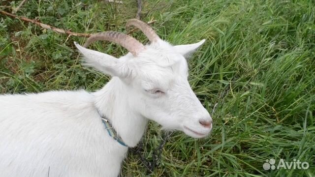Коза дойная